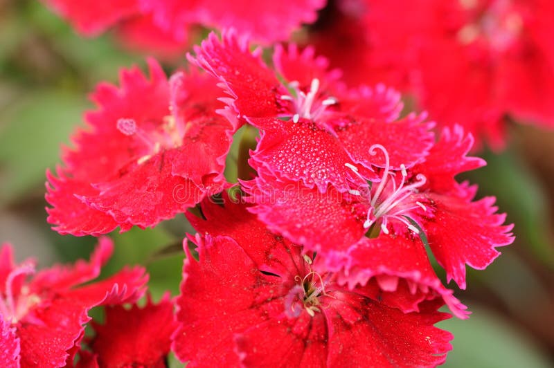 Cravo vermelho foto de stock. Imagem de carnation, folha - 19832398