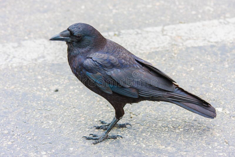 Craw stock image. Image of wildlife, crow, corvus, habitat - 24915467