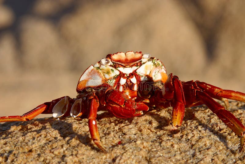 Craw stock image. Image of animal, cabo, nature, rock, cabos - 699209