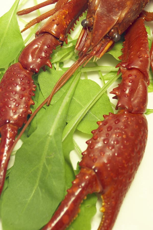 Craw-fish stock image. Image of craw, marine, gourmet, plant - 377395