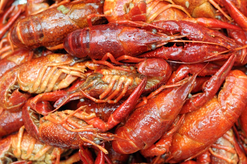 Boiled craw fish stock image. Image of food, isolated - 32391449