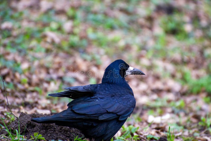 A Craw Standing on the Ground Stock Photo - Image of standing, green ...