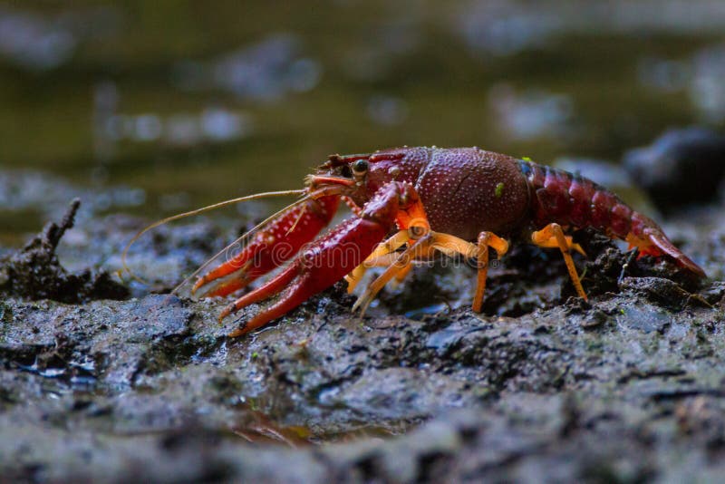 Crawdad foto de stock. Imagem de pool, lagostas, crawdad - 6346328