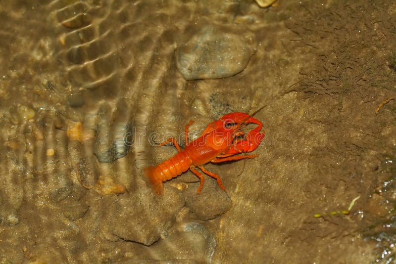 Crawdad stock photo. Image of smoky, stream, water, swim - 6346328