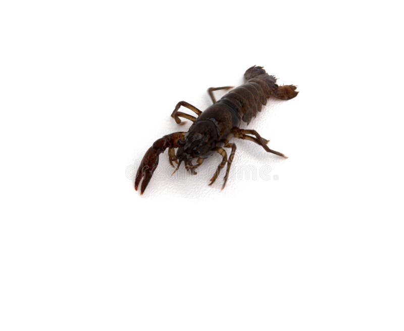 Crawdad Stock Images - Download 534 Royalty Free Photos