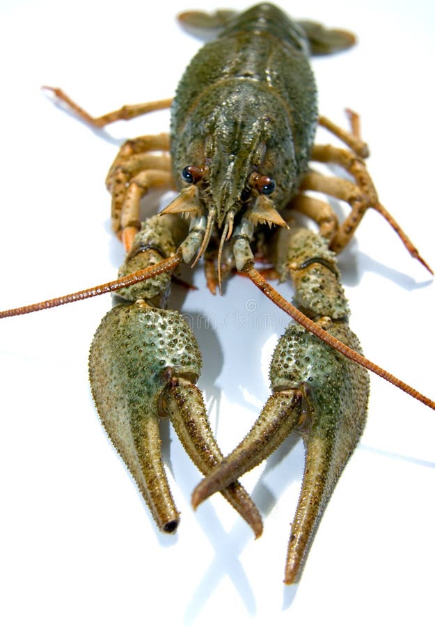 Crayfish Spiny Rock Lobster Stock Photo - Image of gourmet, seafood ...