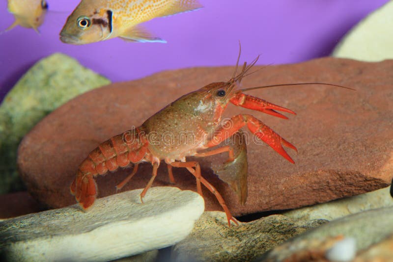 Crawfish stock image. Image of fantastic, aquarium, prawn - 2569219