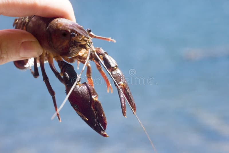 Crawfish Held Hand Stock Photos - Free & Royalty-Free Stock Photos from ...