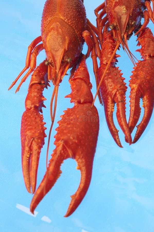 Crawfish stock photo. Image of seafood, food, marine, craw - 377388