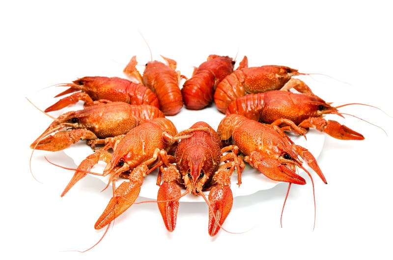 Crawfish stock image. Image of crawfish, seafood, pinchers - 5553571