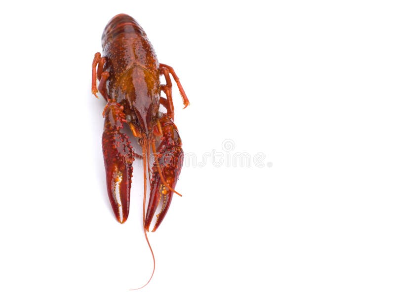 Crawfish stock photo. Image of shell, food, horn, good - 5952608