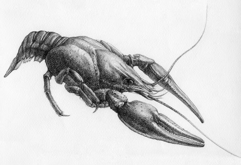 Crawfish Drawing Stock Illustrations – 1,433 Crawfish Drawing Stock ...