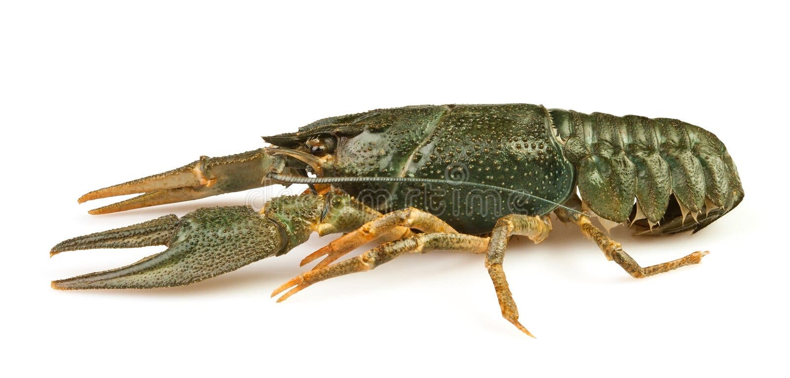 Crawfish Alive One Isolated on White Stock Image - Image of life ...