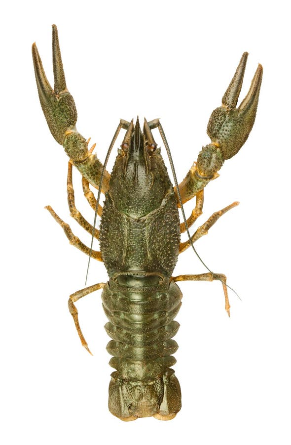 Crawfish alive one stock photo. Image of nature, antenna - 26796286