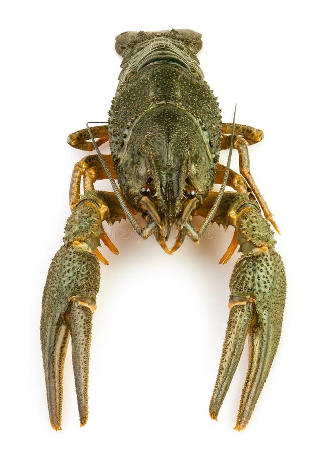 Crawfish Alive in Water and Leaves Stock Image - Image of nature ...