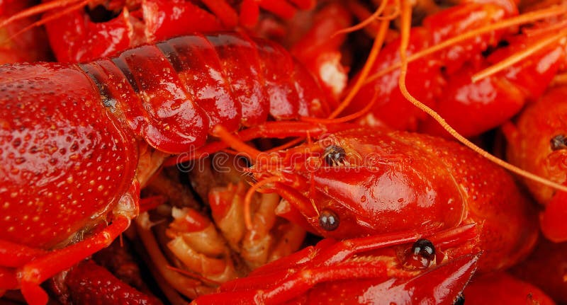 Crawfish background. stock image. Image of closeup, lunch - 17572917
