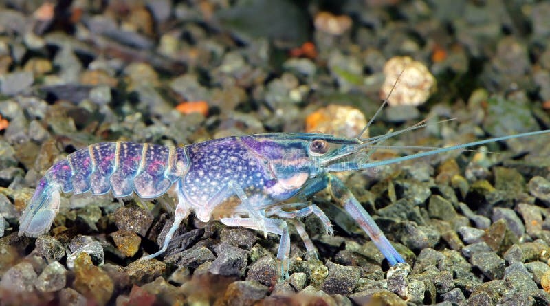 Blue Crawfish stock image. Image of procambarus, grow - 89909109