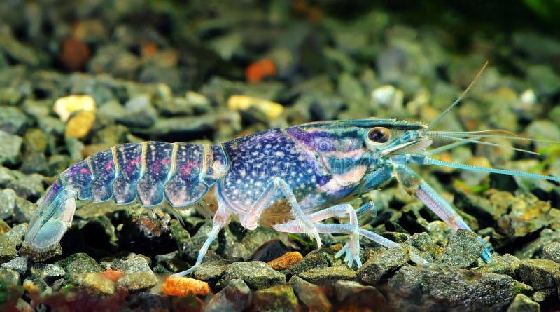 Crawfish in the aquarium stock photo. Image of live, market - 2325790