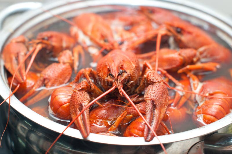 Crawfish Boiling in a Large Pot Stock Image - Image of cajun, orleans ...
