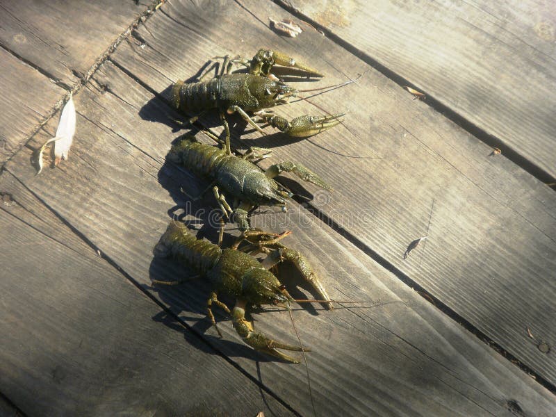 Crawfish stock image. Image of flight, white, love, beautiful - 88327201