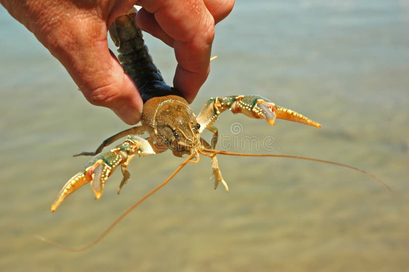 1,064 Crawdad Photos - Free & Royalty-Free Stock Photos from Dreamstime
