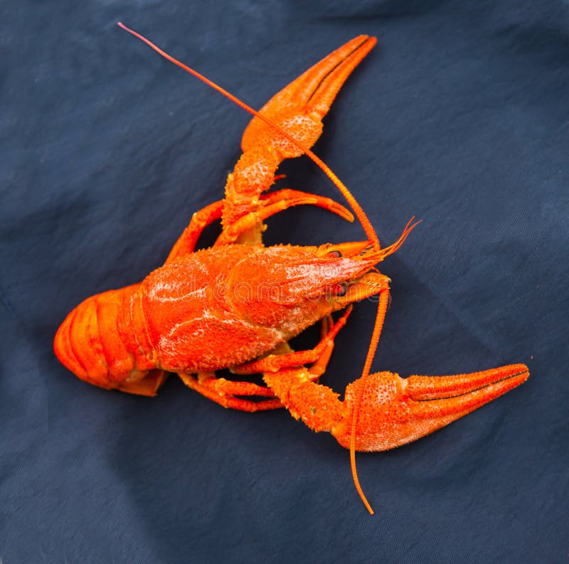 Crawfish crayfish stock image. Image of animal, eating - 72869157