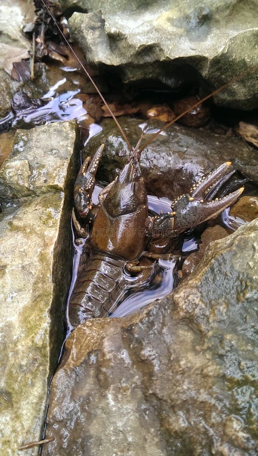 1,231 Crawdad Stock Photos - Free & Royalty-Free Stock Photos from ...