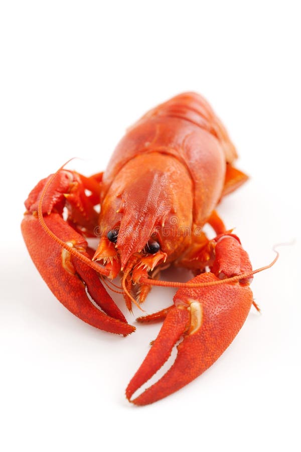 Crawfish stock photo. Image of healthy, copy, crawfish - 33208006