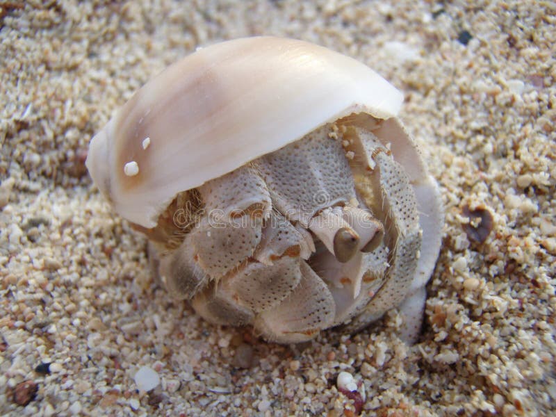 Crawfish Got Out from a Shell Stock Image - Image of eyes, sand: 11942605