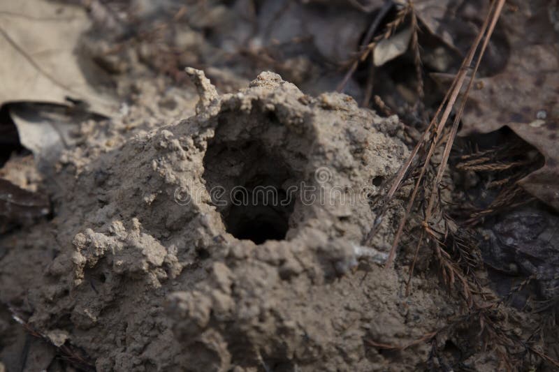 Crawfish Hole Burrow in the Mud Stock Image - Image of hovel, crawdad ...