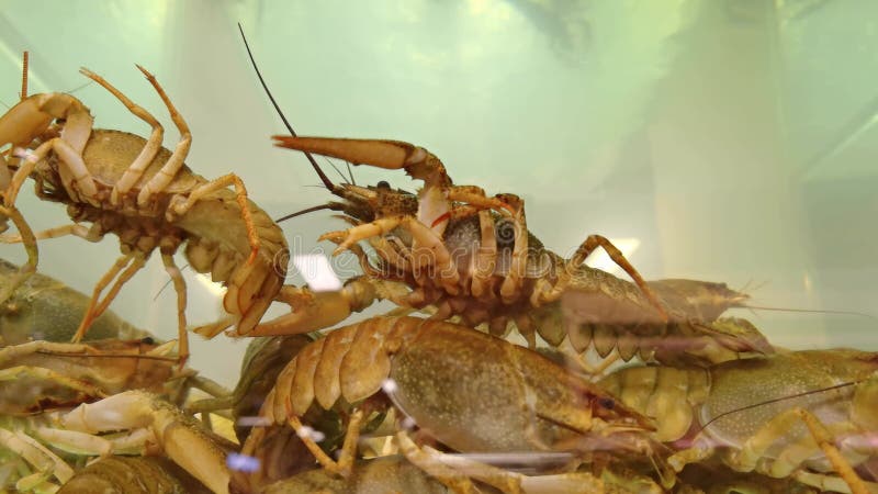 Crawfish Interaction in Aquarium Tank Reflecting Natural Behavior and ...