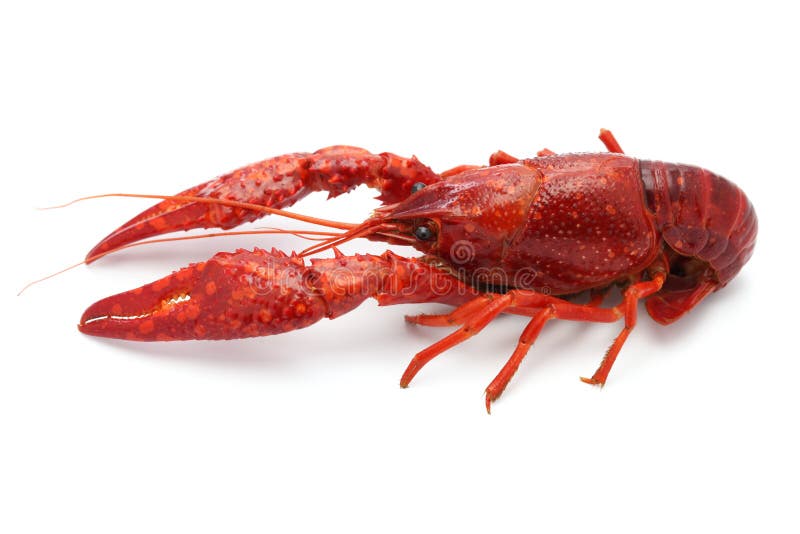 190+ Crawfish Free Stock Photos - StockFreeImages