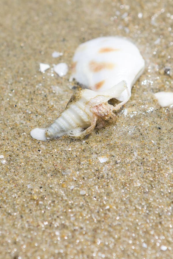 Crawfish Larva Caryying Shell Stock Image - Image of flood, crustacean ...