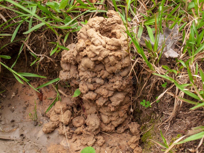 Crawfish Tower Stock Photos - Free & Royalty-Free Stock Photos from ...