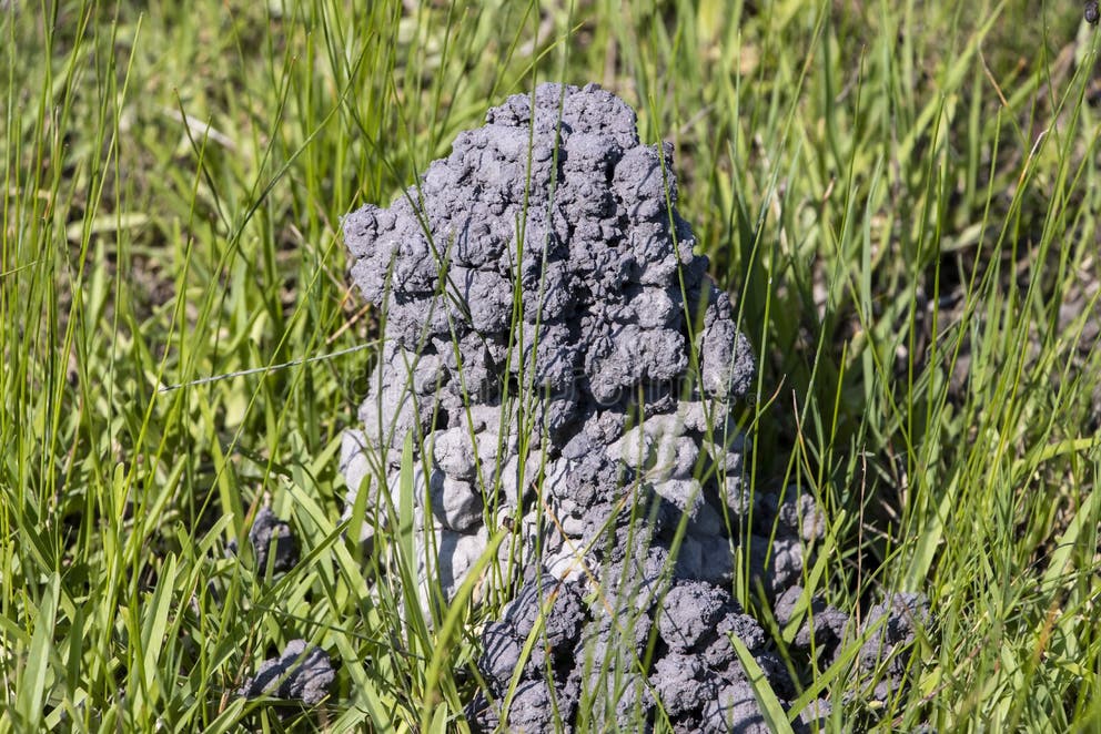 Crawfish Tower Stock Photos - Free & Royalty-Free Stock Photos from ...