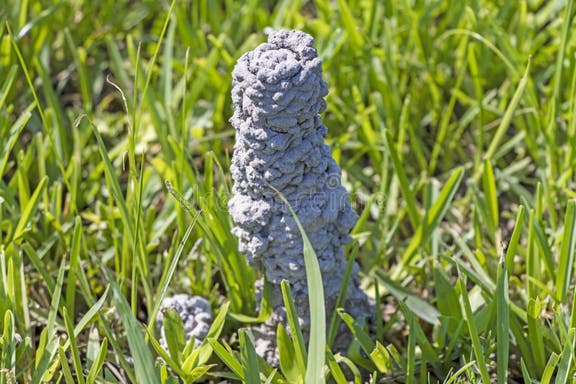 Crawfish mud tower stock image. Image of craw, green - 221605471