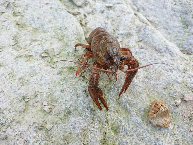 Crawfish on the Rocks Looking for a Place To Spawn Stock Photo - Image ...