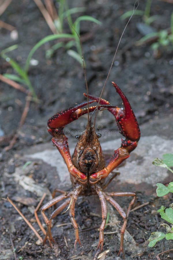 A Red Crawfish Displaying Threatening Behavior. Stock Image - Image of ...