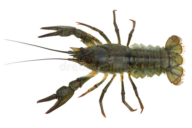 Crawfish. View from above stock image. Image of sharp - 11274199