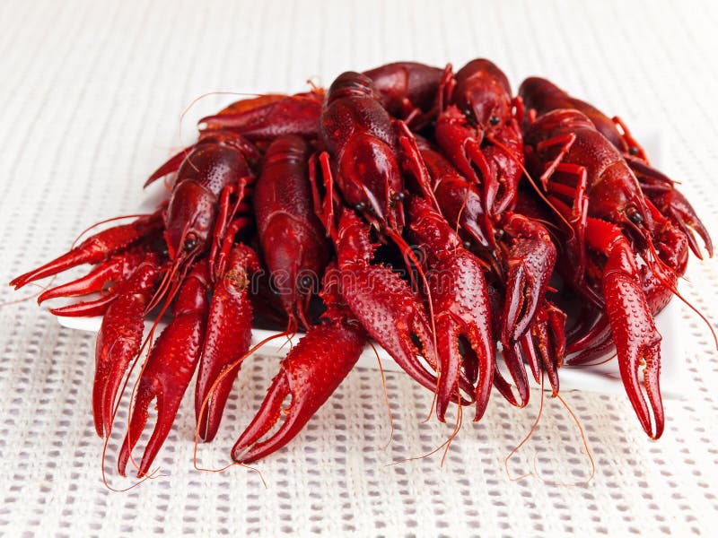 Crawfishes stock photo. Image of craw, food, cuirass - 18431930