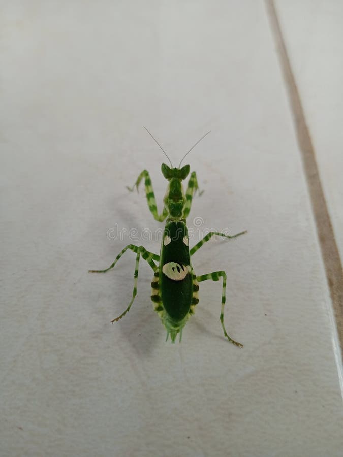 Crawl on the floor stock photo. Image of crawl, insect - 273398076