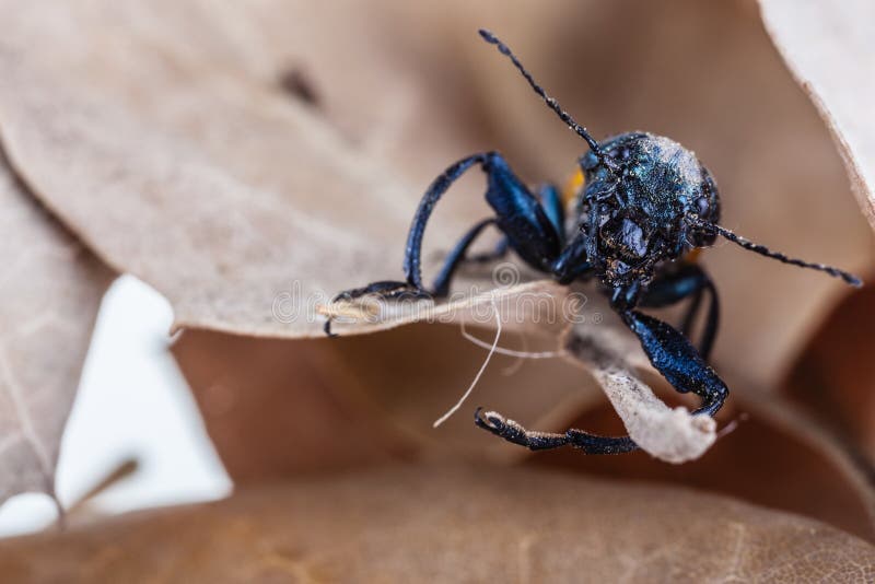 Crawl stock image. Image of insect, entomology, black - 38756947