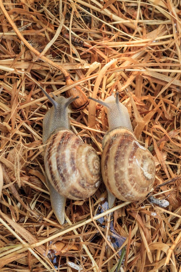 Crawl two snails, close-up stock photo. Image of common - 86895060