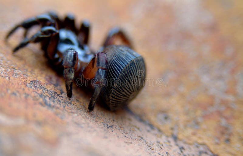 Crawling Away stock image. Image of spider, arachnid, crawl - 5679147