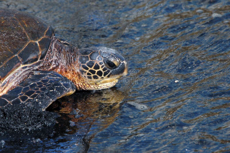 Crawling back to the Ocean stock image. Image of laying - 27018975