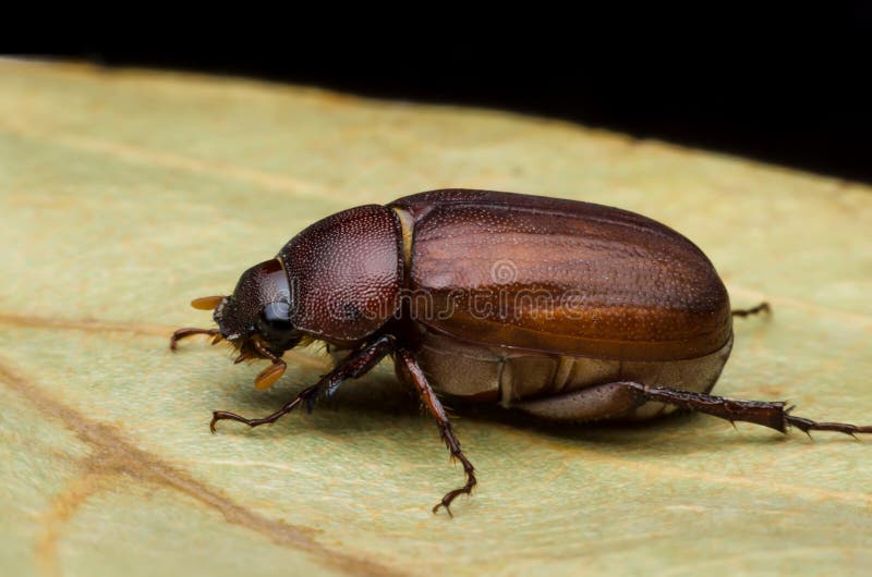 A Crawling Big Brown Insect with Thorns Stock Photo - Image of ...