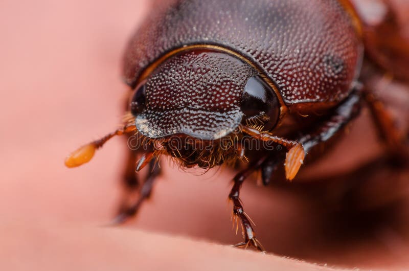 A Crawling Big Brown Insect with Thorns Stock Photo - Image of ...