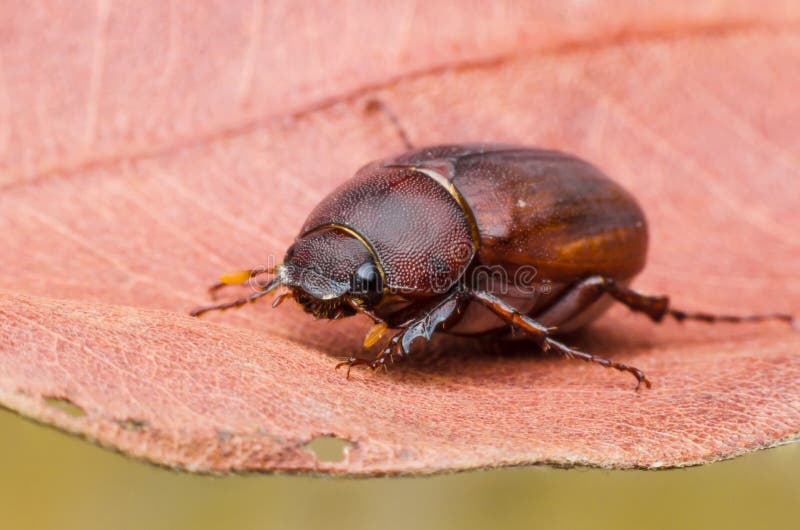 A Crawling Big Brown Insect with Thorns Stock Photo - Image of ...