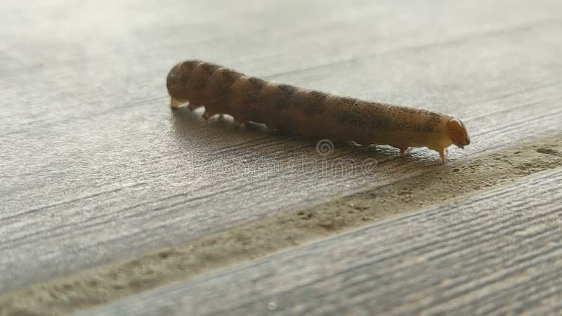 Caterpillar Insect Walking on Ground in Indian Agriculture Farm Stock ...