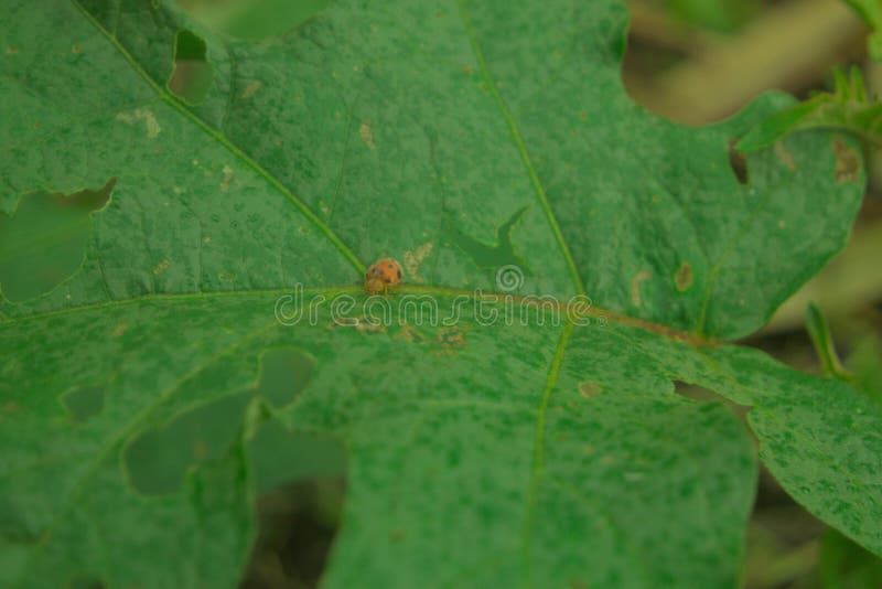 Crawling bug at leaf stock image. Image of food, insect - 258299647